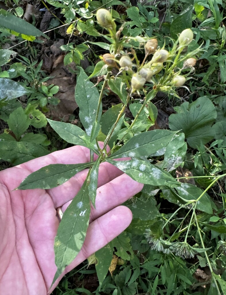 fall phlox from Rock Springs Nature Trail, Natchez Trace Pkwy ...