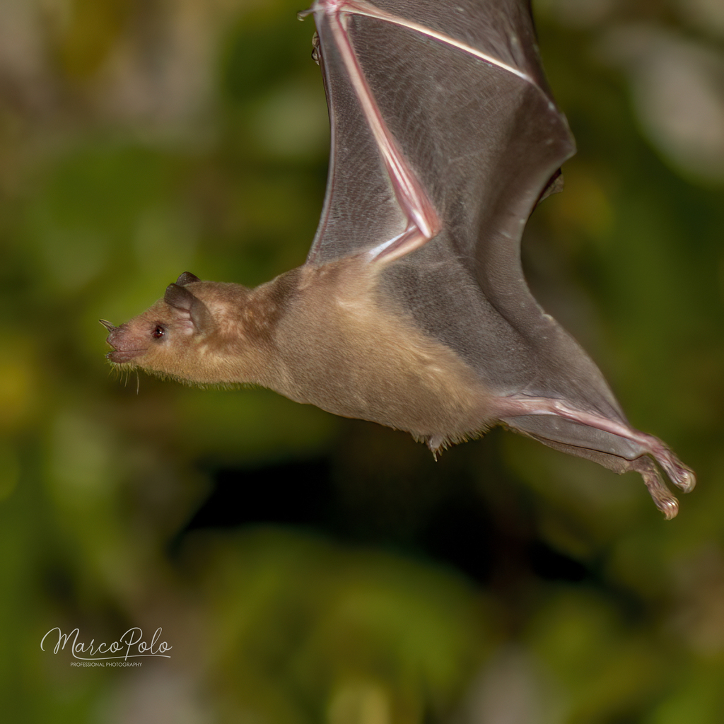 Lesser Long-nosed Bat in September 2024 by Marco Polo amarillas vargas ...