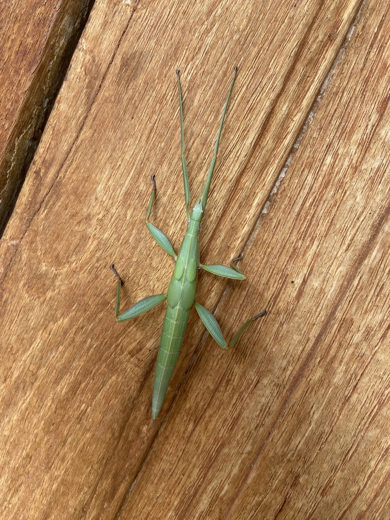 Children’s Stick Insect from Eyre Ward, Mount Mary, SA, AU on September ...