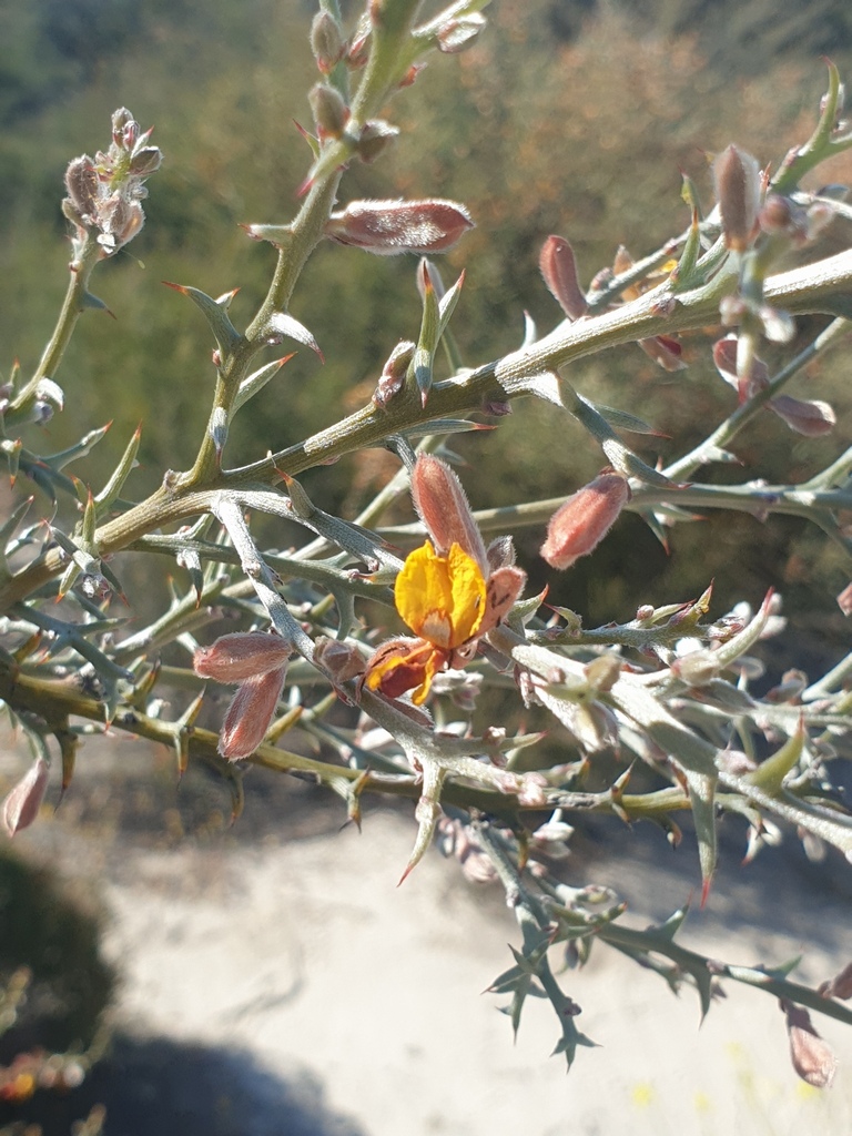 (Jacksonia fasciculata) - Botanical Realm