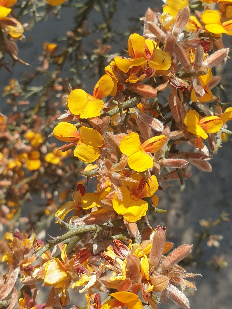 (Jacksonia fasciculata) - Botanical Realm