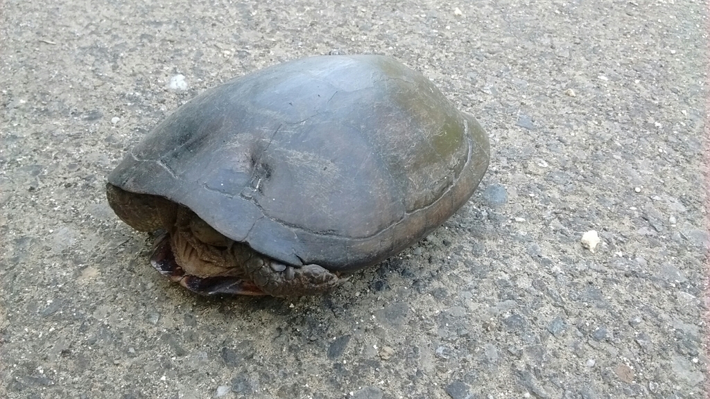 Ryukyu Yellow Pond Turtle in April 2019 by Evan Centanni · iNaturalist