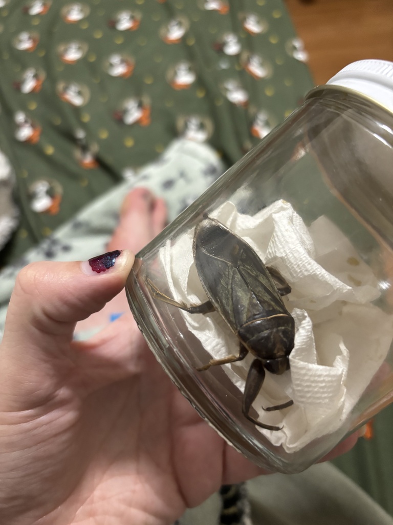 Eastern Toe-biter from Florida Gulf Coast University, Fort Myers, FL ...