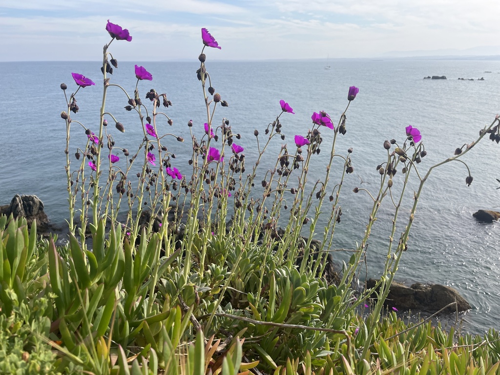 Cistanthe laxiflora from Avenida Borgoño, Concón, Valparaíso Region, CL ...