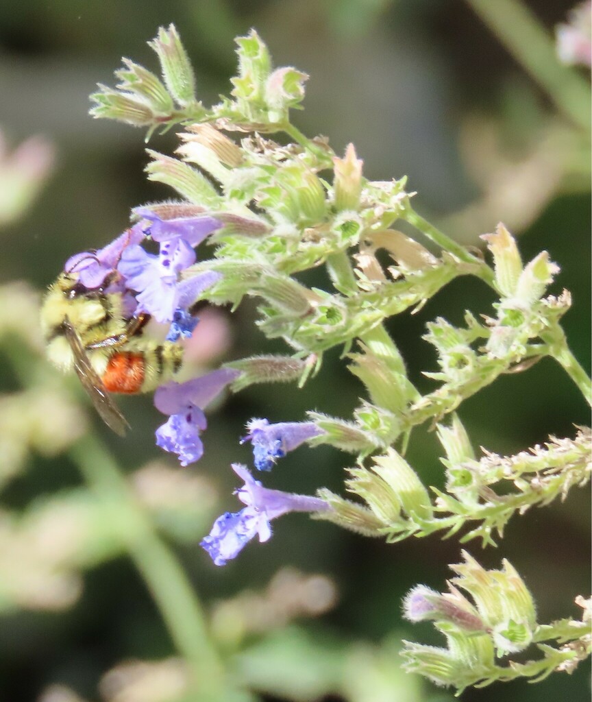 Hunt's Bumble Bee from Ennis, MT 59729, USA on September 19, 2024 at 04 ...