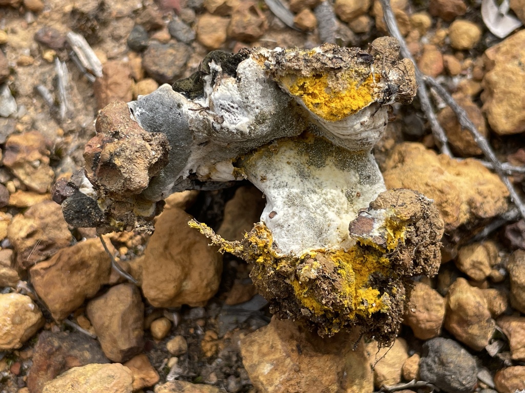 Sepedonium chalcipori from Stirling Range National Park WA 6338 ...