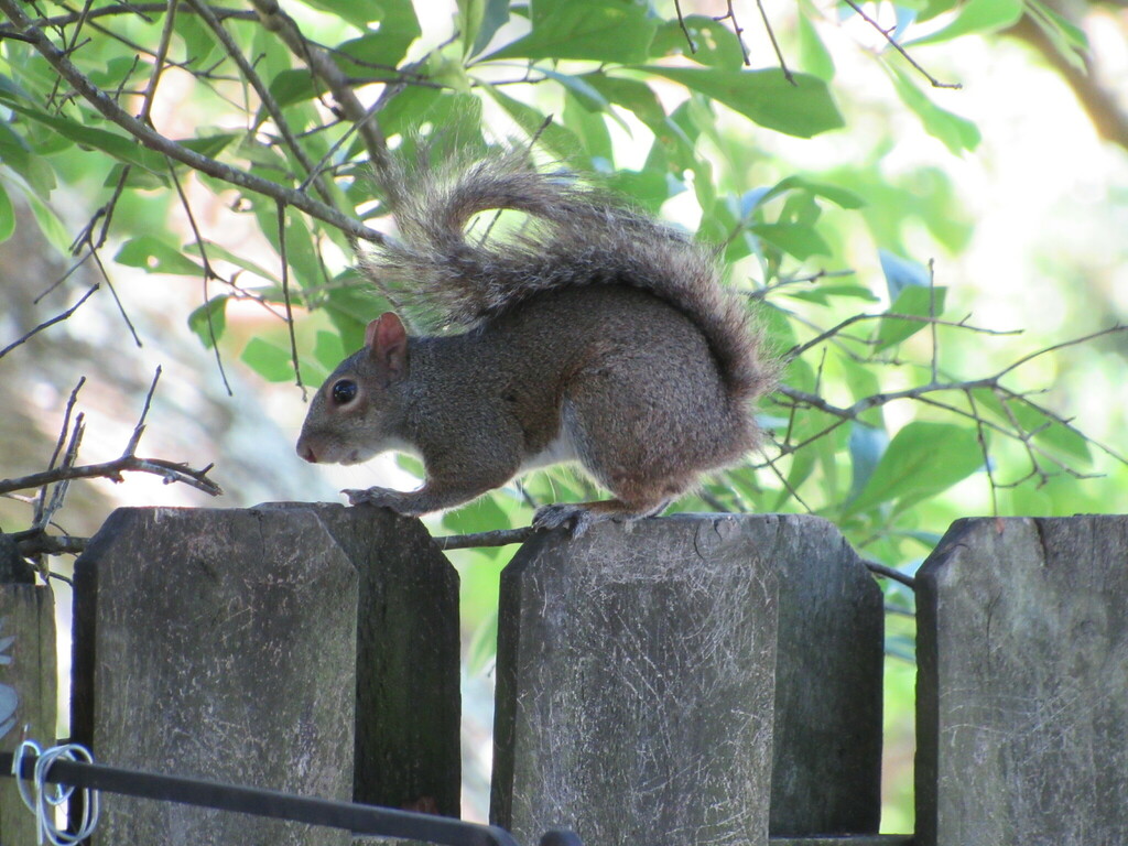 Eastern Gray Squirrel from Pascagoula, MS on May 6, 2020 at 09:46 PM by ...