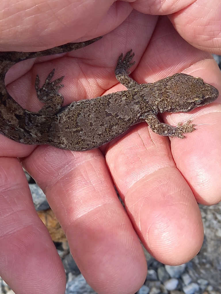 New Zealand Brown Geckos in September 2024 by ian dench · iNaturalist
