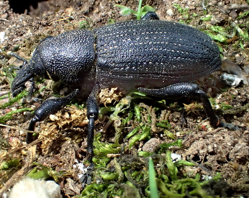 Large Pine Weevil (Hylobius alpheus) · iNaturalist