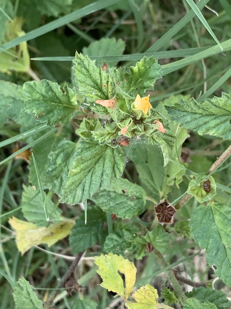 three-lobe false mallow from The River Walk, San Antonio, TX, US on ...