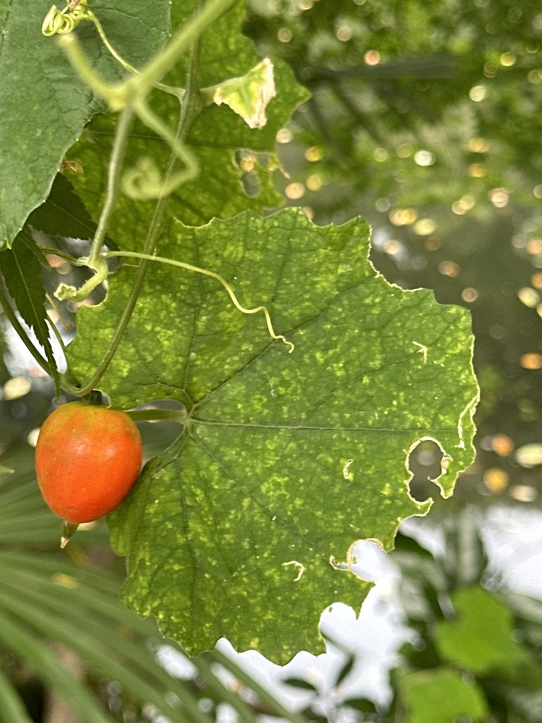 Japanese snake gourd from Takaoka kojyo park, Takaoka, Toyama, JP on ...