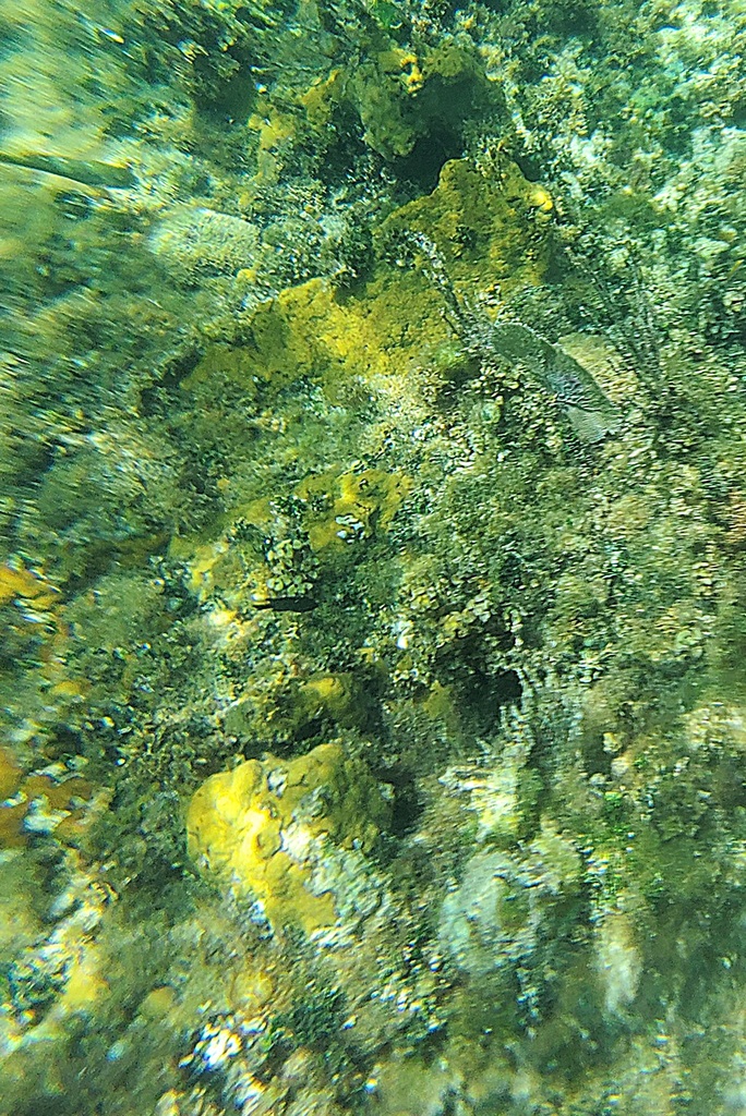 Cnidarians from Hanover, Jamaica on September 17, 2024 at 11:15 AM by ...