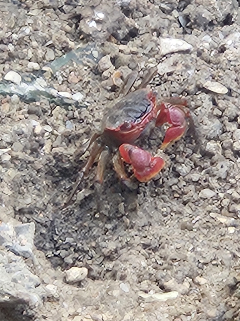 Neosarmatium from Cascade, SC on September 28, 2024 at 02:53 PM by ...