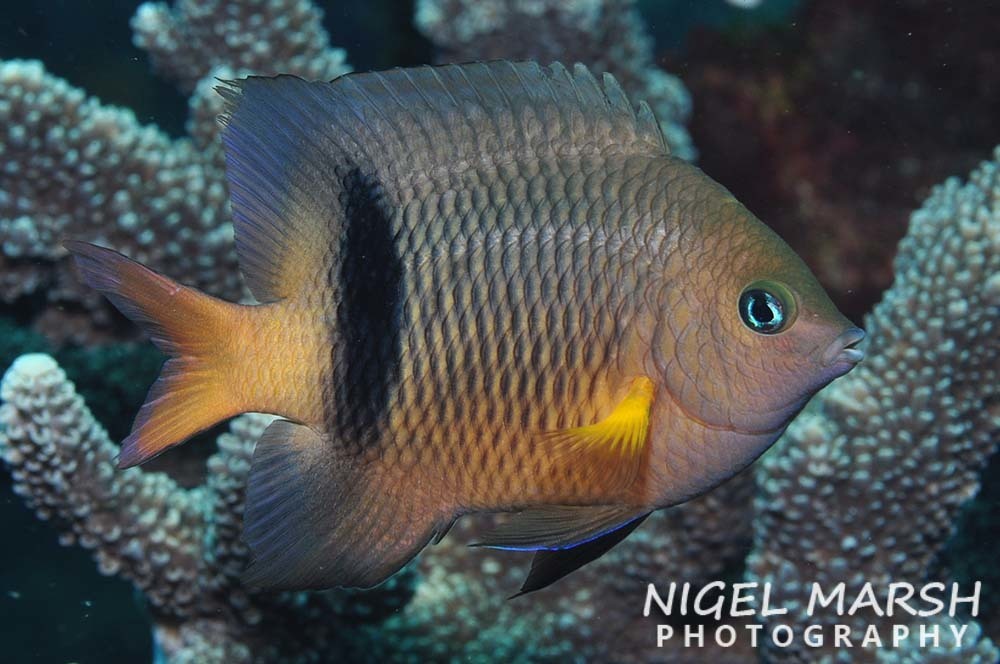 Dick’s Damsel (RoH Dead COTS Predators and COTS Predators of Unknown ...