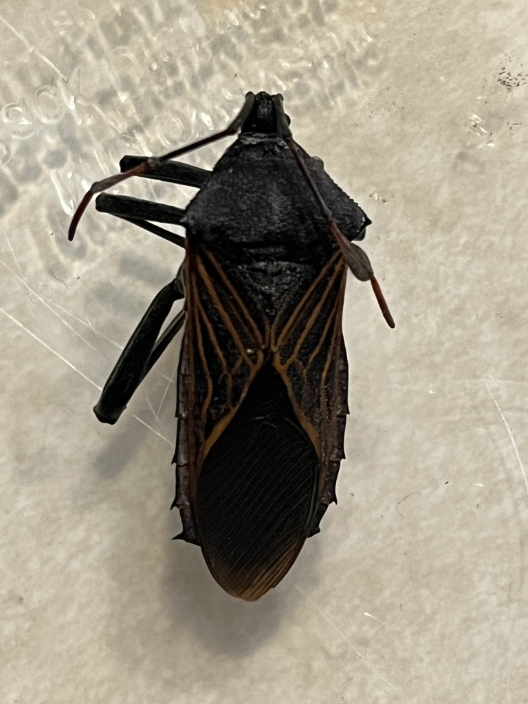 Giant Mesquite Bug from University of Arizona, Tucson, AZ 85719, USA on ...