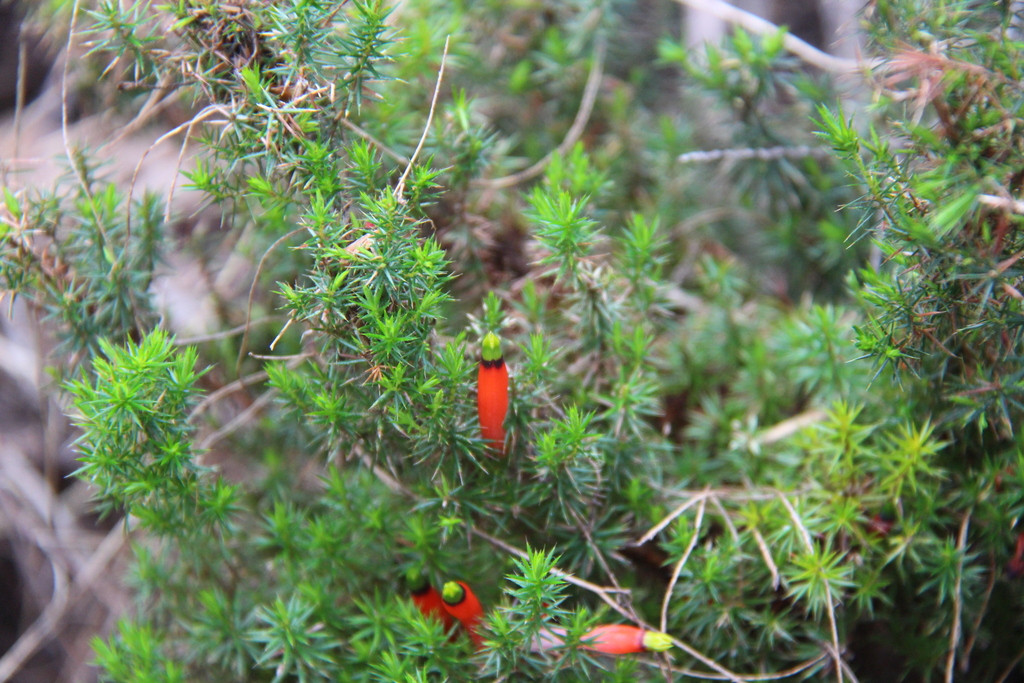 Styphelia foliosa from Martin WA 6110, Australia on September 04, 2024 ...