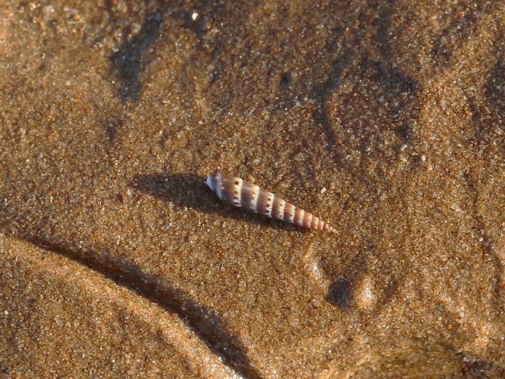 Hastula rufopunctata from Port Hedland, Western Australia, Australia on ...