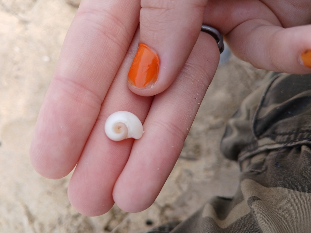 Bladder Moon Snail from Blacksmiths NSW 2281, Australia on September 29 ...