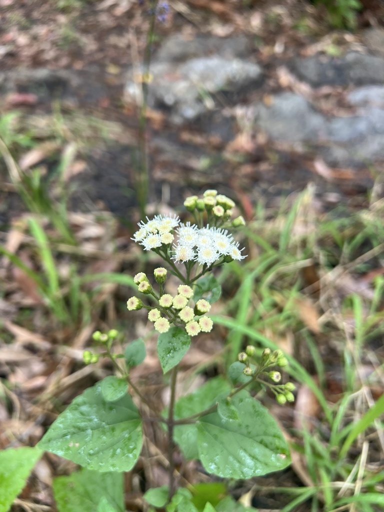 Crofton Weed from Glenrock State Conservation Area, Merewether, NSW, AU on September 29, 2024 at ...