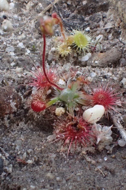 Drosera androsacea from Stirling Range National Park WA 6338, Australia ...