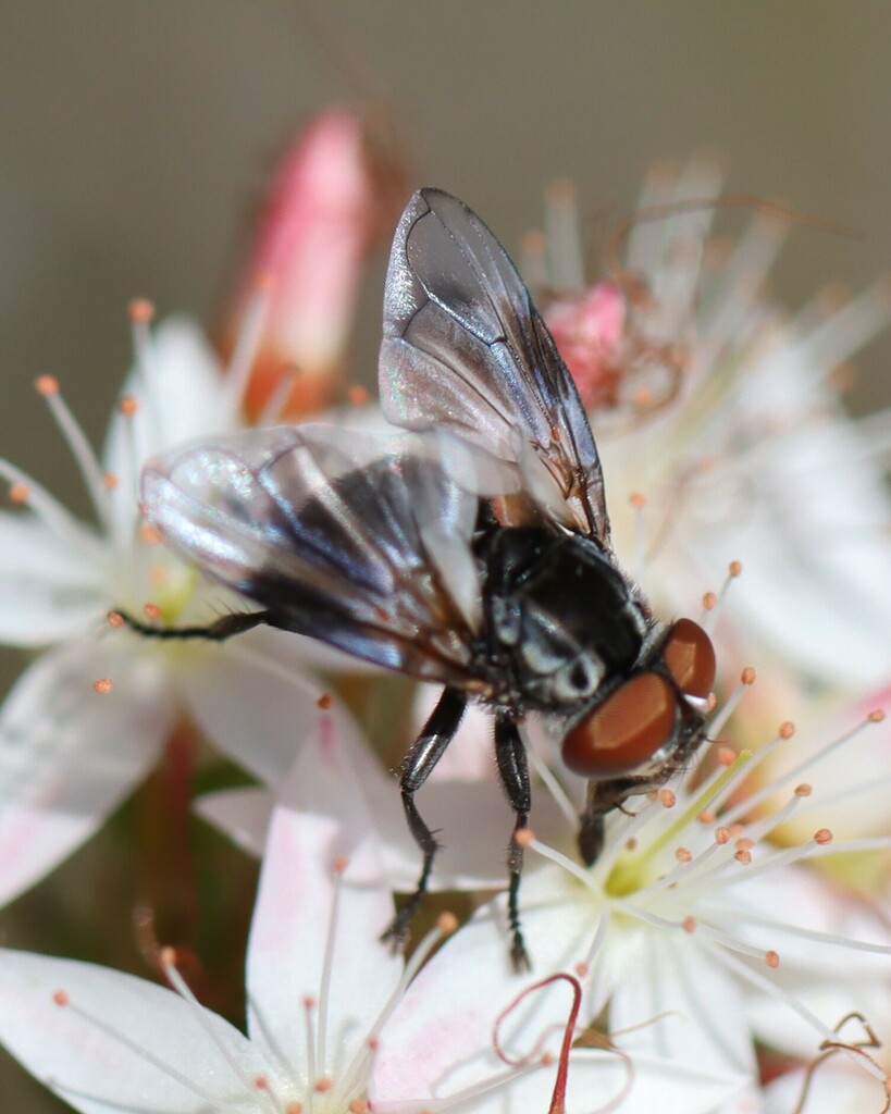 Tachinid Flies from Cowan NSW 2081, Australia on September 22, 2024 at ...
