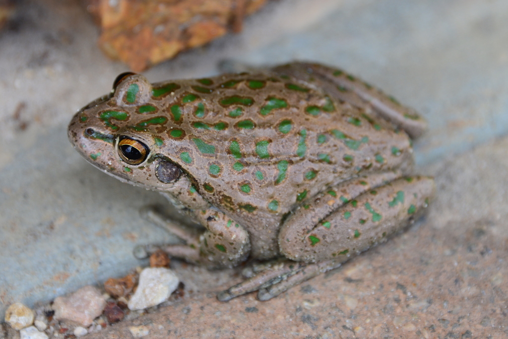 Spotted-thighed Frog from Jerramungup, Western Australia, Australia on ...
