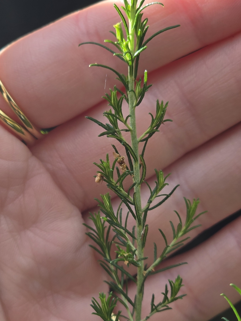 Sifton Bush from Bittern VIC 3918, Australia on September 29, 2024 at ...