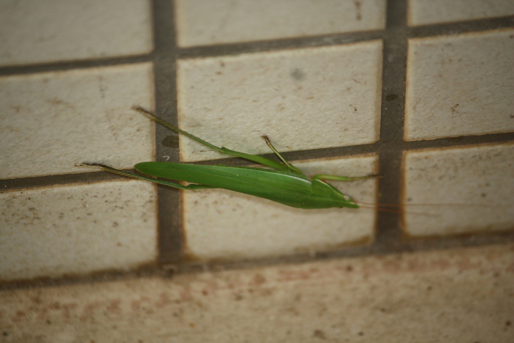 Euconocephalus varius from 蛇沼公園, 龍ケ崎市, 茨城県, JP on September 29, 2024 at ...