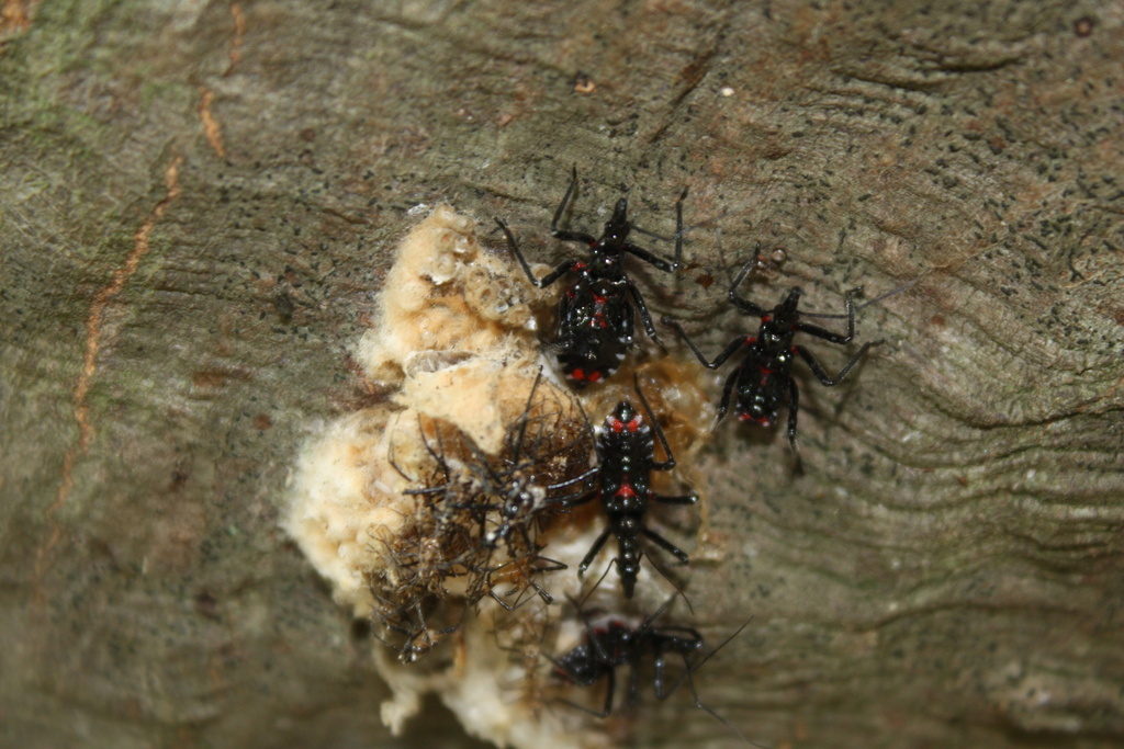Japanese Assassin Bug from 蛇沼公園, 龍ケ崎市, 茨城県, JP on September 29, 2024 at ...