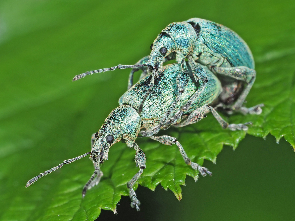 Nettle weevil from Schauerachgraben Straußdorf-Pörsdorf, Ebersberg ...
