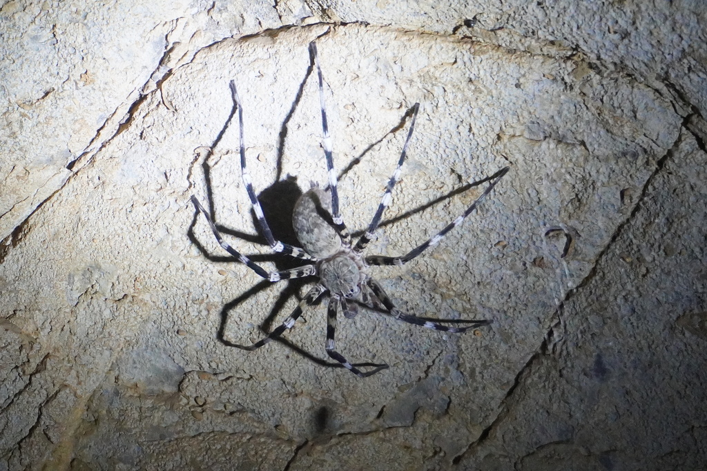 RTA Clade Spiders from Réserve spéciale d’Ankarana, Madagascar on ...