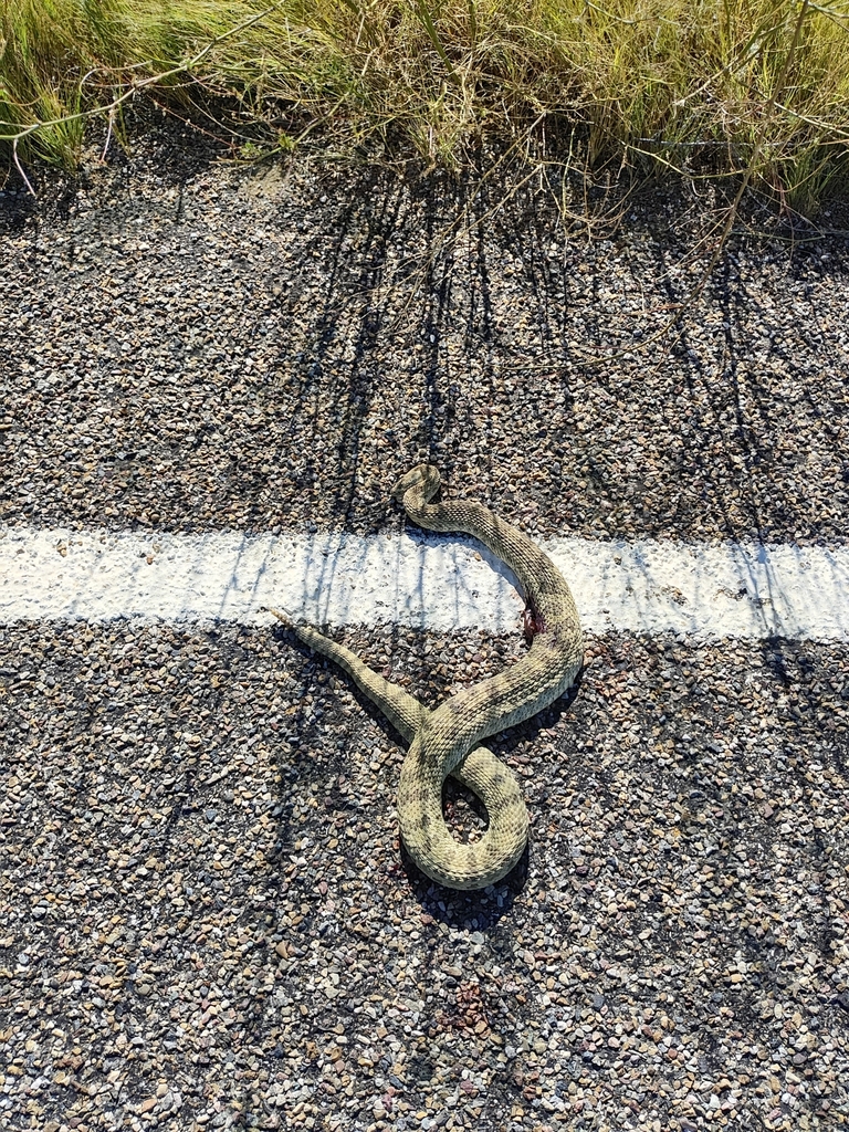 Prairie Rattlesnake from Loring, MT 59537, USA on September 6, 2024 at ...