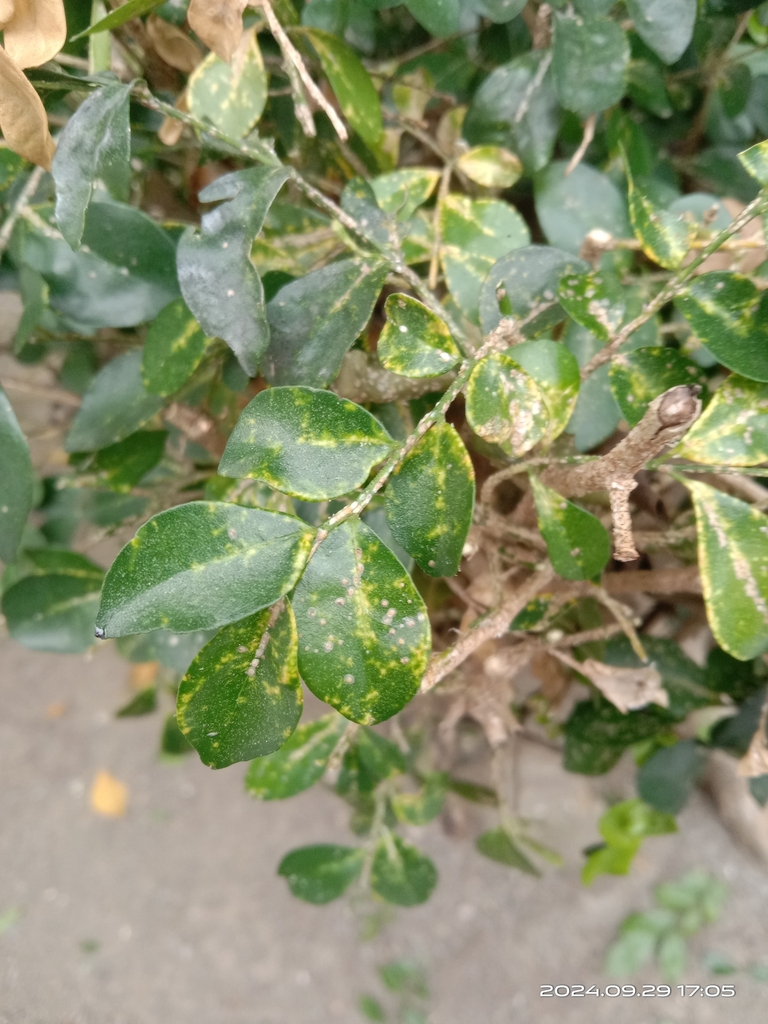 Armored Scale Insects from 830台灣高雄市鳳山區二甲里活動中心 on September 29, 2024 at ...