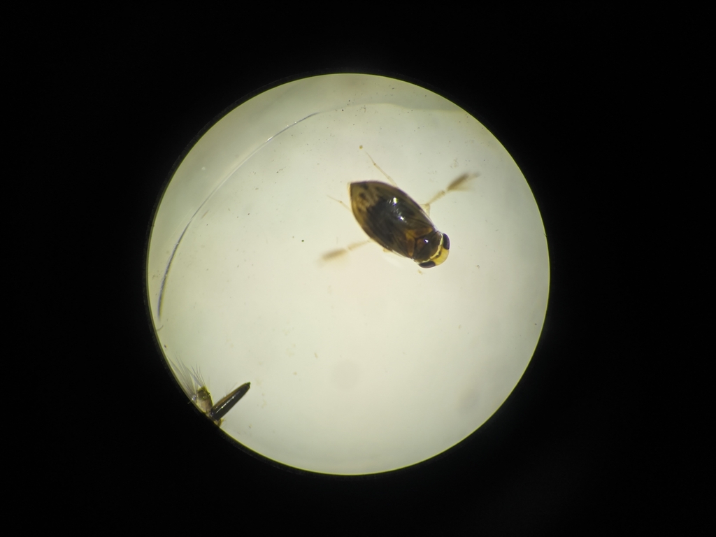 Micronecta from Indigenous Plant Nursery - Poly Houses, Bundoora VIC ...