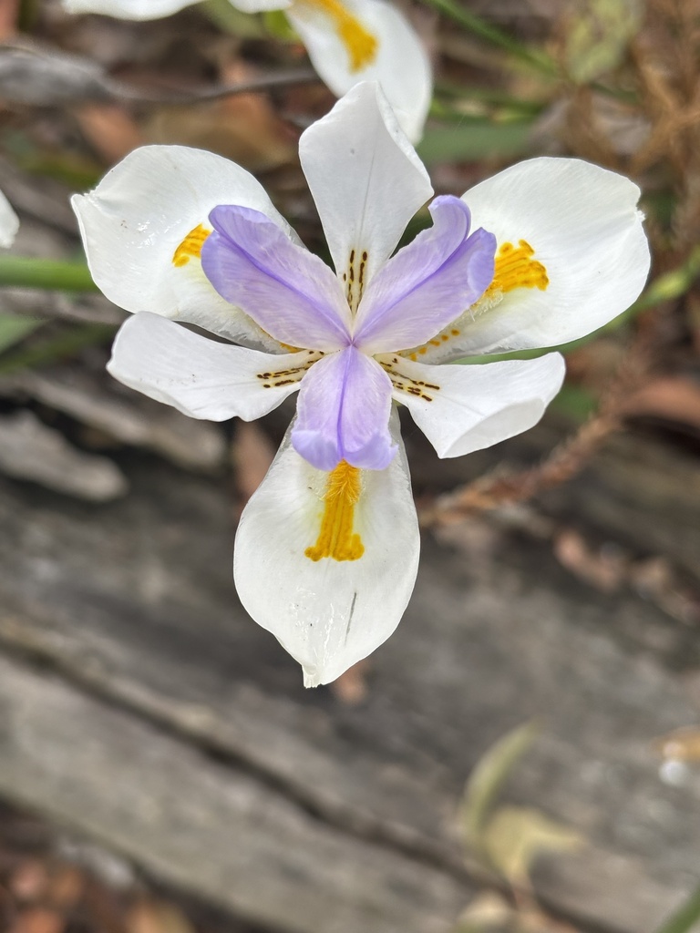 Small Fortnight Lily from Toohey Forest Park, Tarragindi, QLD, AU on ...