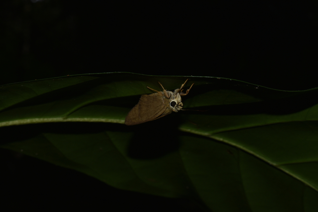 Brown Awl from Mount Makiling, Los Baños, Laguna, Philippines on ...