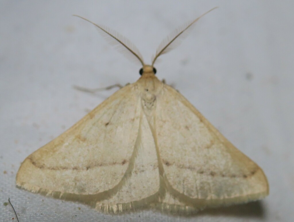 Butterflies and Moths from Karas Region, Namibia on September 21, 2024 ...