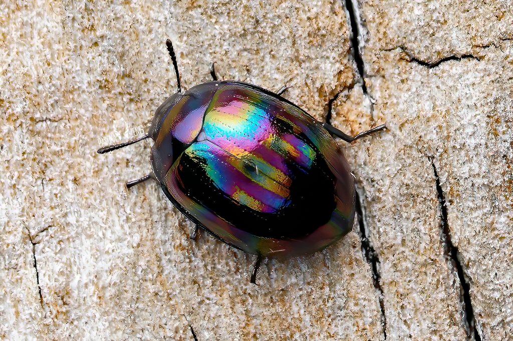 Tetraphyllus paykullii from Yamashirocho Hirao, Kizugawa, Kyoto 619 ...