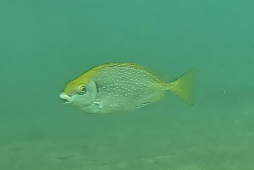 Black Rabbitfish from 中国广东省汕头市南澳县 on September 26, 2024 at 11:41 AM by ...