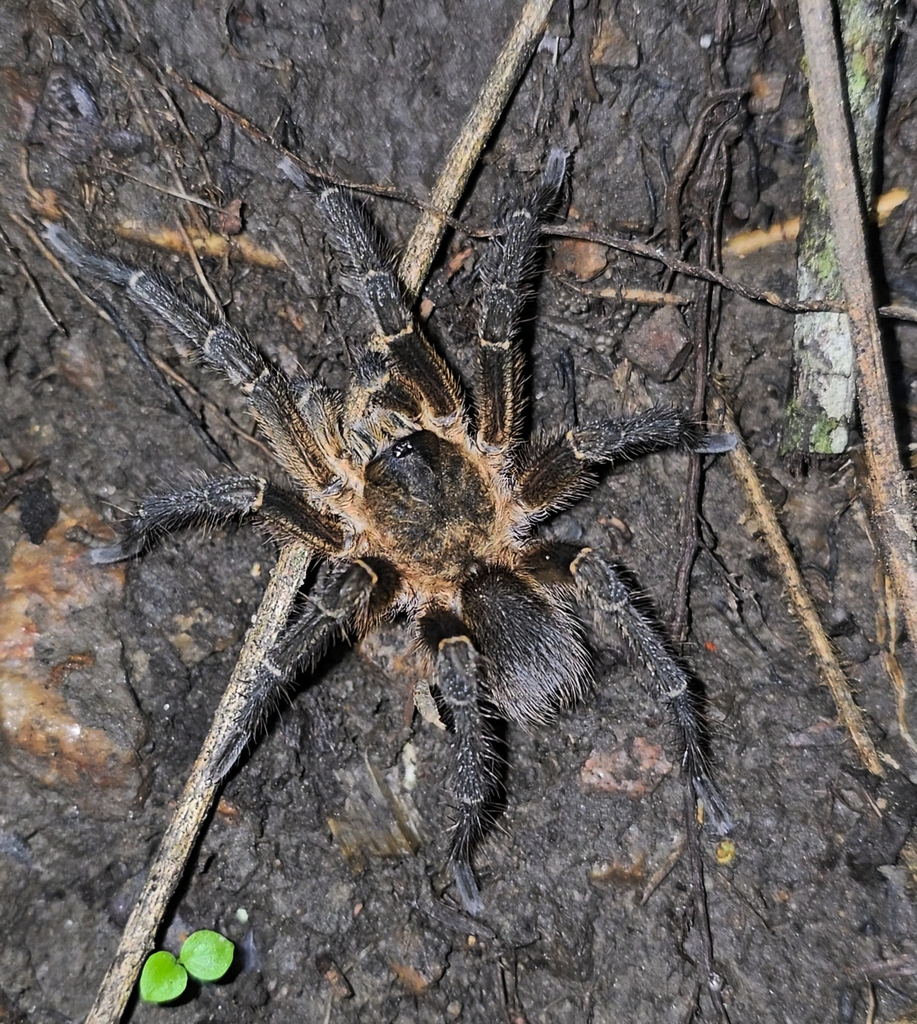 Trinidad Copper Top Tarantula from Tunapuna/Piarco Regional Corporation ...