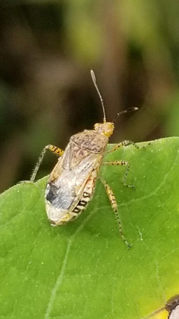 Hibiscus Scentless Plant Bug from Smyrna, DE 19977, USA on September 28 ...
