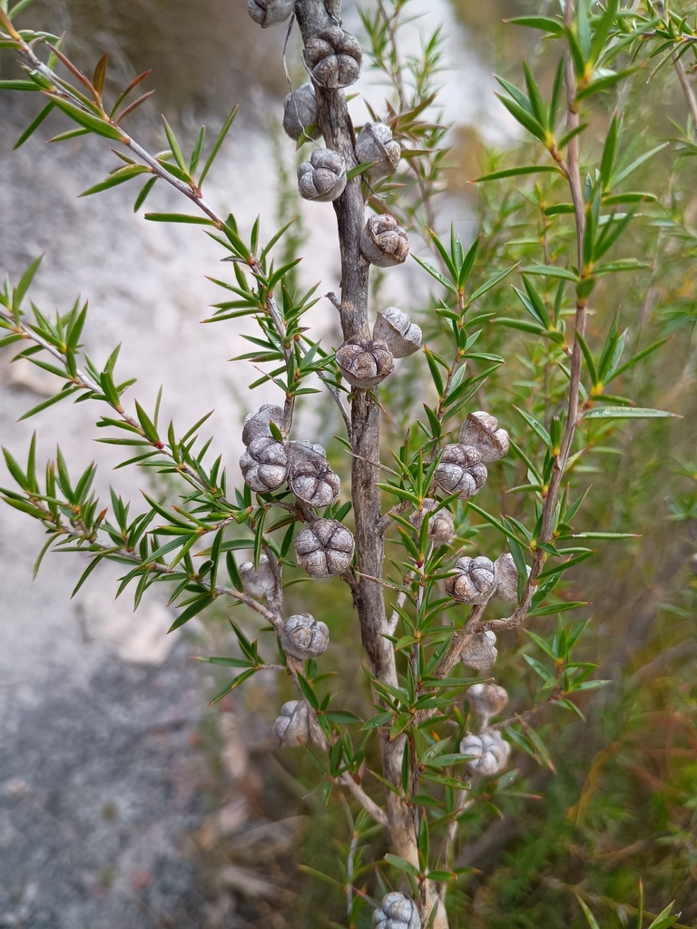 prickly tea-tree from Roses Gap VIC 3385, Australia on September 21 ...