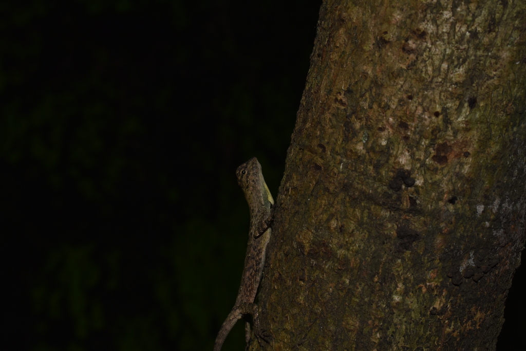 Philippine Flying Dragon from Taytay, 1920 Rizal, Philippines on ...