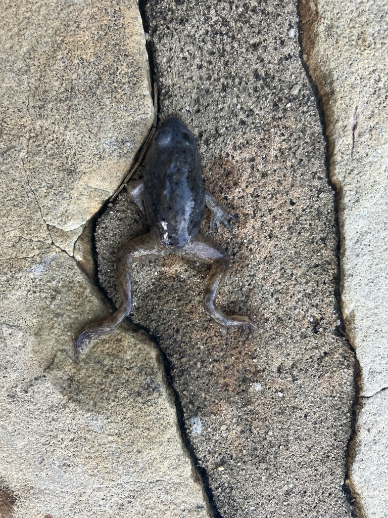 American Bullfrog from Tyrone Rd, Fayetteville, GA, US on September 29 ...