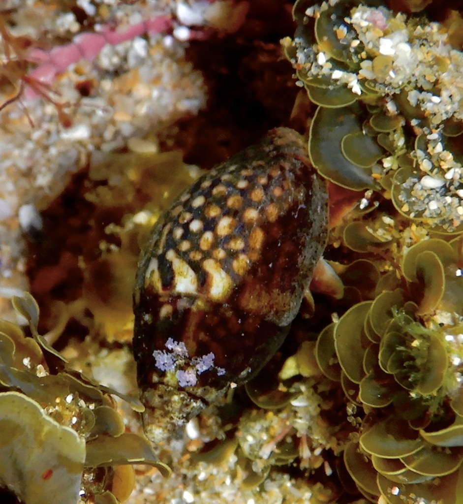 Tortoise Dove Shell from Serenity Bay, Emerald Beach, NSW, AU on ...