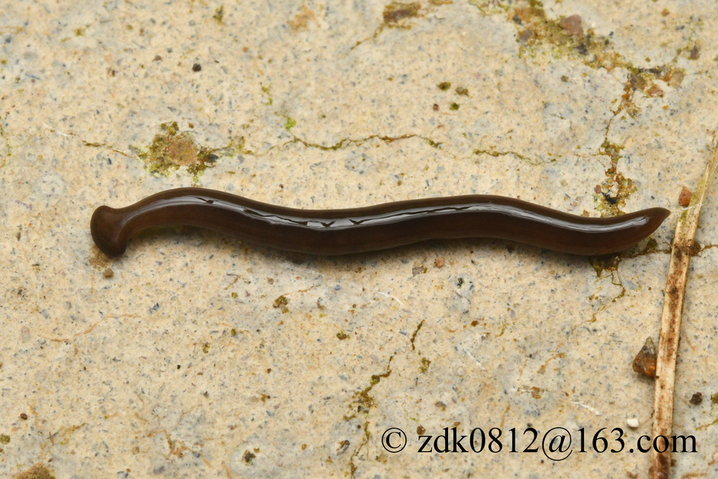 COVID Worm from 中国北京市昌平区长峪城村 on September 25, 2024 at 11:19 PM by ...