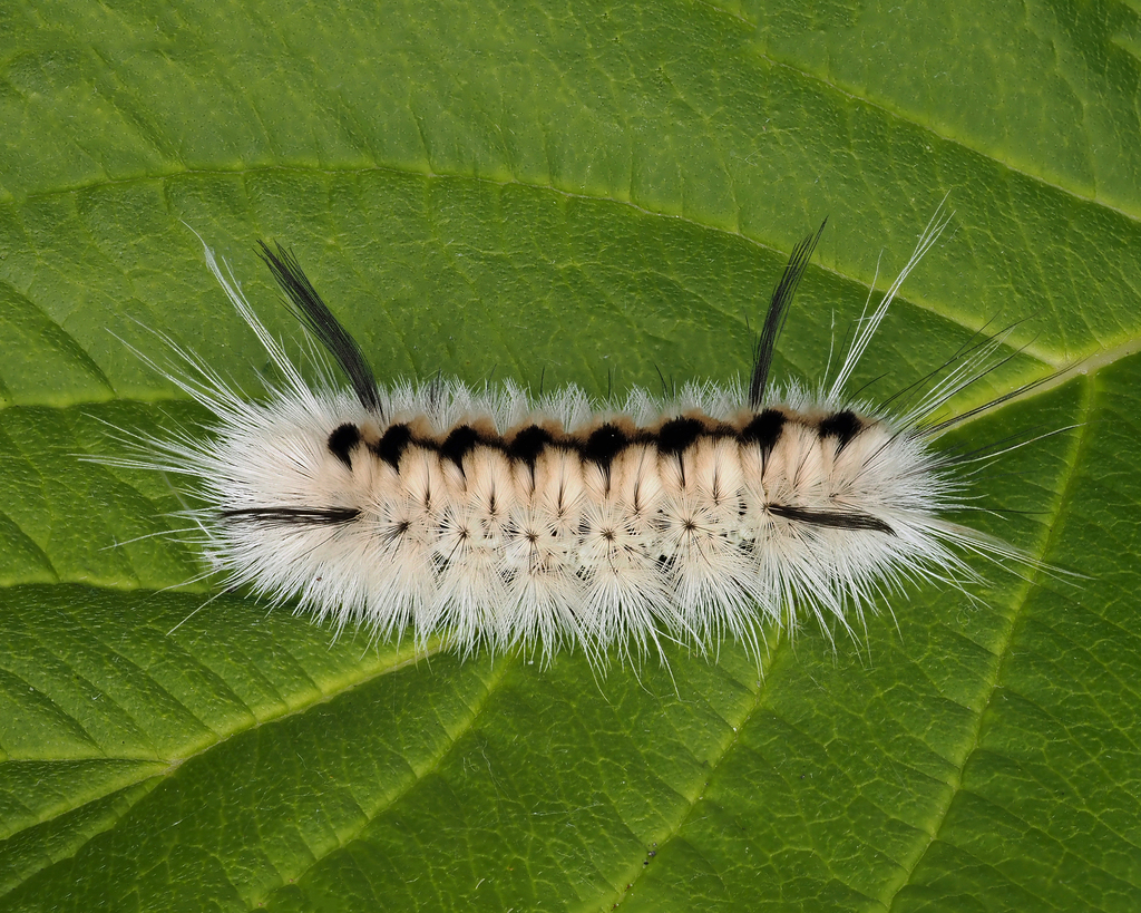 Hickory Tussock Moth from Salem, NH 03079, USA on September 29, 2024 at ...