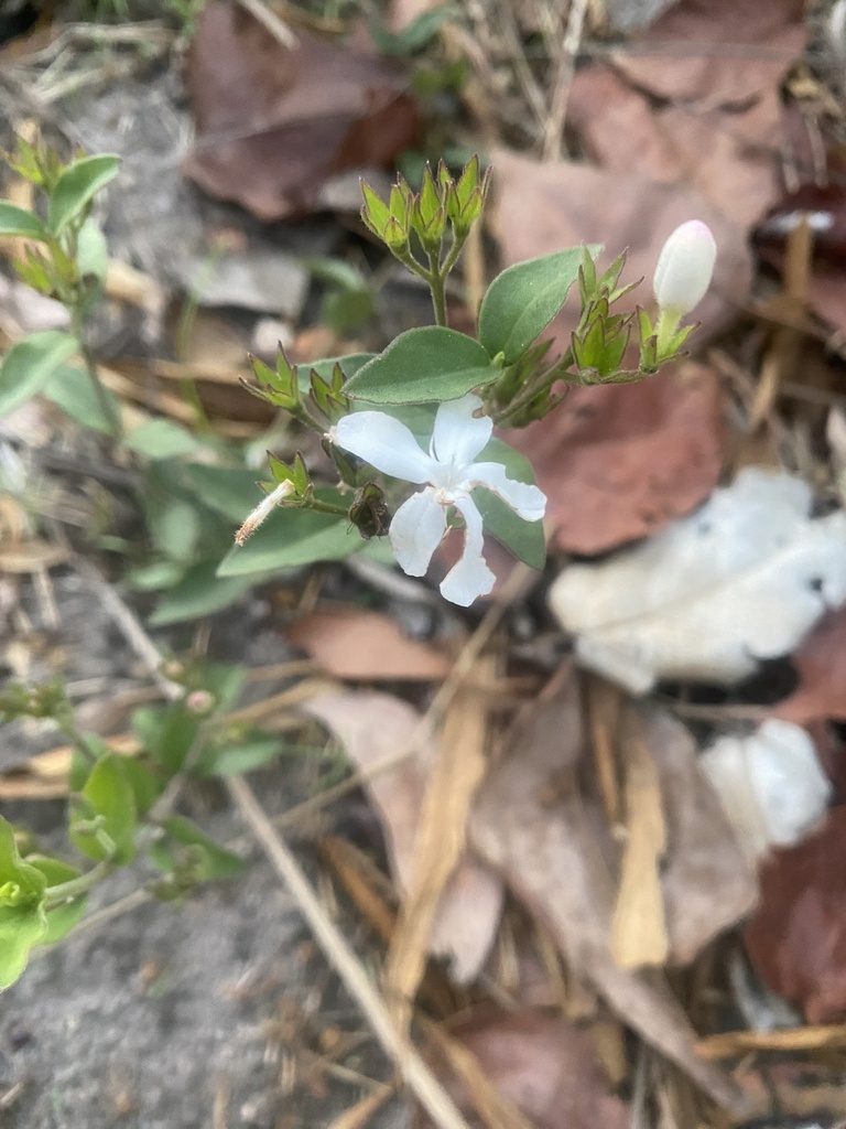 dicots from Litchfield National Park, Litchfield Park, NT, AU on ...