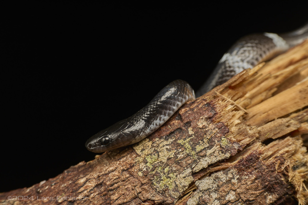 Colubrine Snakes from Siburan, Sarawak, Malaysia on August 10, 2024 at ...
