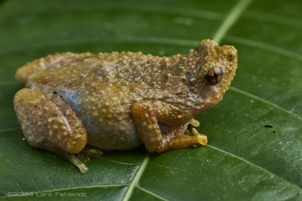 Bornean Tree Hole Frog from Kabupaten Bengkayang, West-Kalimantan ...